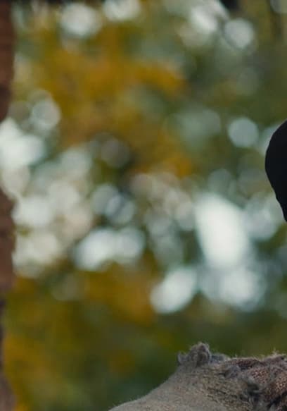 Watch Love in Chains S02:E04 - Episode 4 - Free TV Shows | Tubi