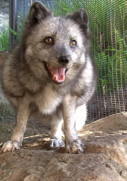 Watch Wild World at the San Diego Zoo S01:E03 - Episode 3 - Free TV ...