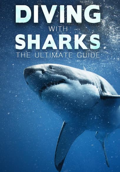 Watch Diving With Sharks: The Ultimate Guide (2017) - Free Movies | Tubi