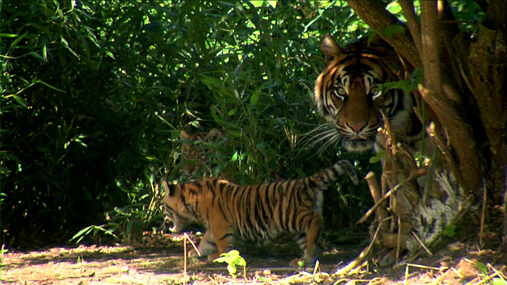 Watch The Zoo - Free TV Shows | Tubi