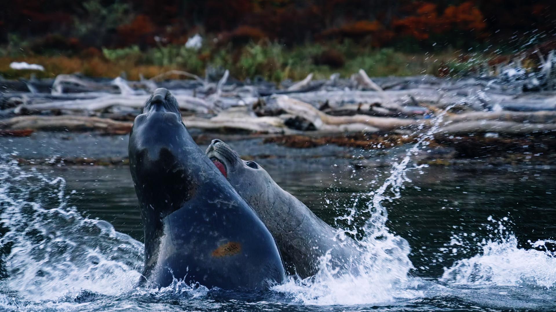 Watch Chile: A Wild Journey - Free TV Shows | Tubi