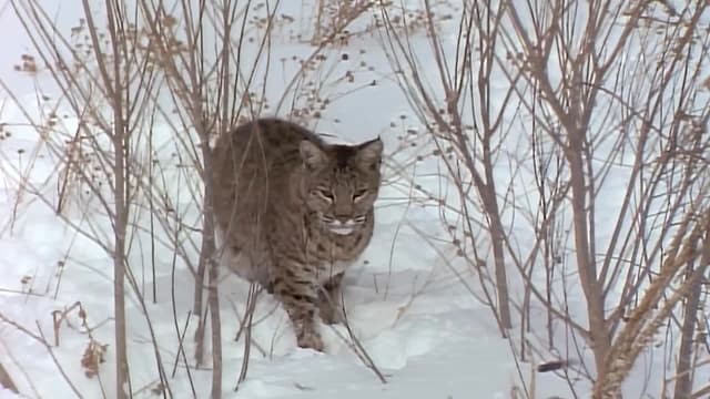 Watch Wild America S11:E1104 - Belligerent as a Badger - Free TV Shows ...