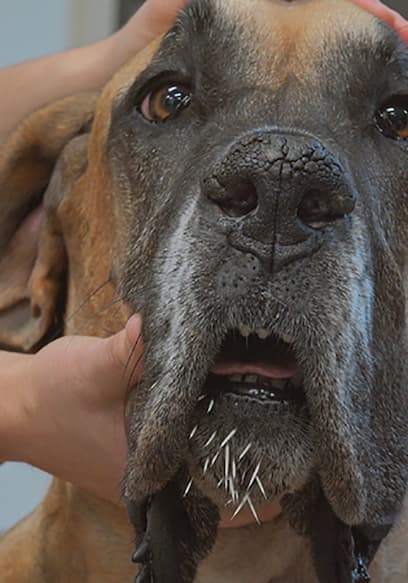 Watch Doctor Barry S01:E02 - When Dogs Bite - Free TV Shows | Tubi