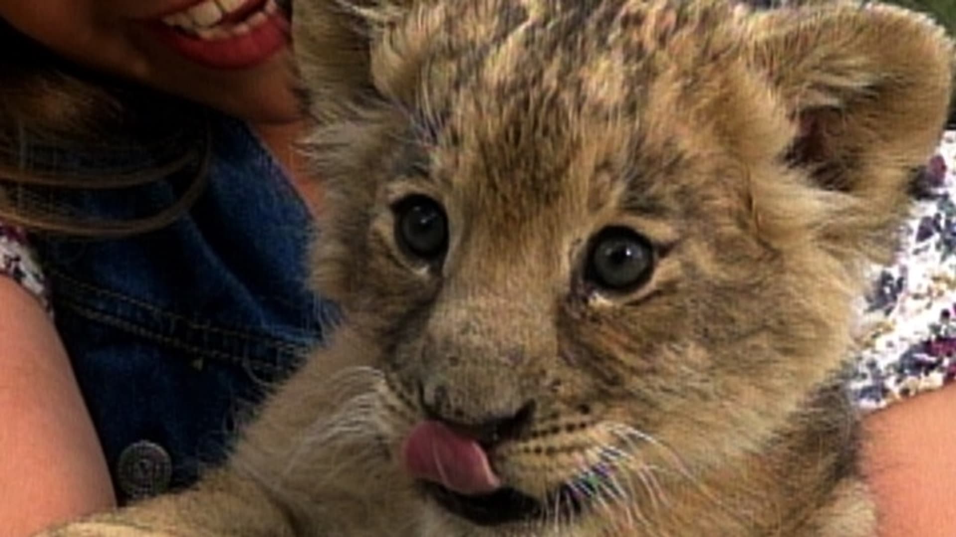 Watch Kidsongs: Baby Animal Songs (1995) - Free Movies | Tubi