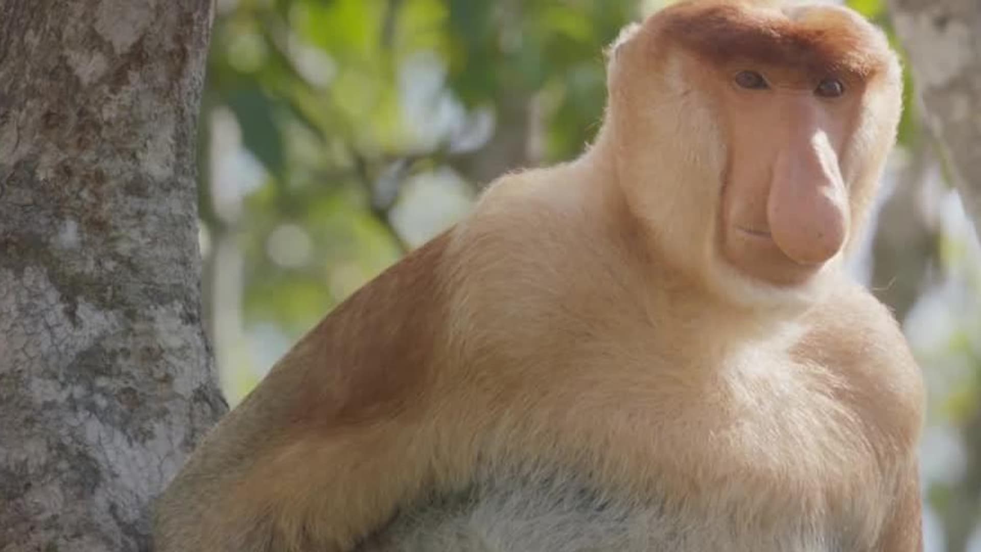 Watch World's Weirdest Animal Faces - Free TV Shows | Tubi Watch World's Weirdest Animal Faces - Free TV Shows | Tubi