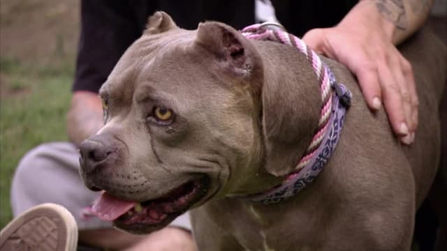 Watch Pit Bulls & Parolees S02:E07 - Breaking Point - Free TV Shows | Tubi