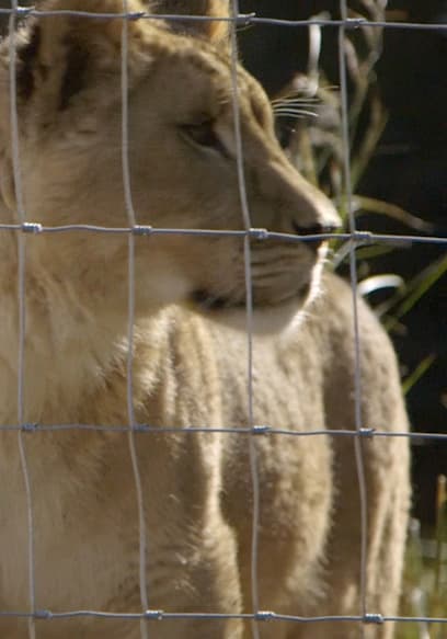 Watch The Lion Queen S02:E03 - Moya and Sasha: Spirit - Free TV Shows ...