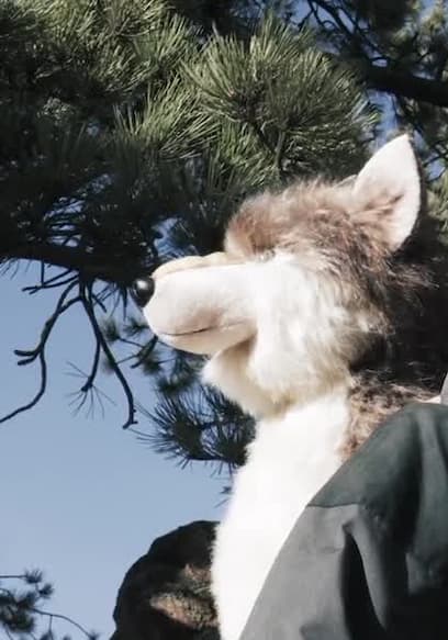 Watch Brave Wilderness S07:E11 - Hungry Like a Wolf - Free TV Shows | Tubi