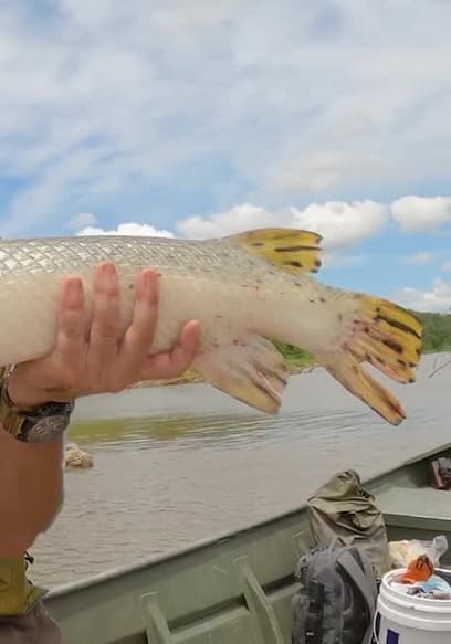 Watch Brave Wilderness S10:E06 - Baby Rhino Feeding Time / Murder in ...