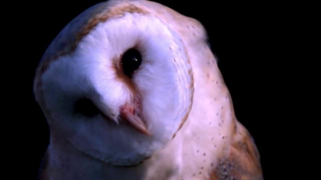 Watch How Do Animals Do That? - Free TV Shows | Tubi