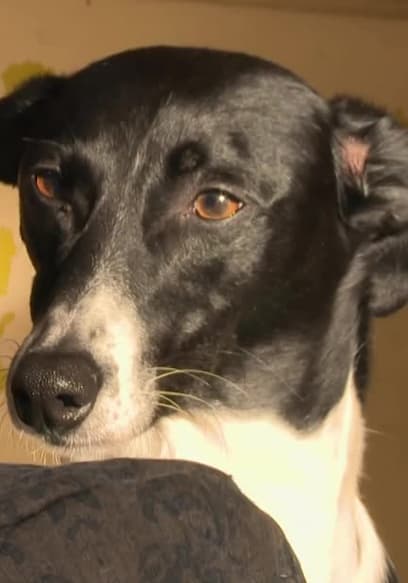 Watch The Yorkshire Vet S08:E12 - The Greens' Story - Free TV Shows | Tubi