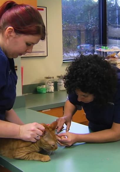 Watch Rescue Vet S01:E13 - Episode 13 - Free TV Shows | Tubi