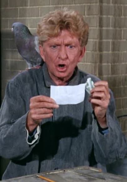 Watch Gilligan's Island S03:E28 - The Pigeon - Free TV Shows | Tubi