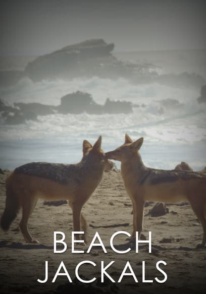 Watch Beach Jackals (2020) - Free Movies | Tubi