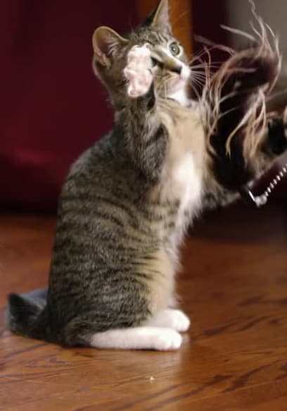 Watch Too Cute! S02:E11 - Kitten Beauties - Free TV Shows | Tubi